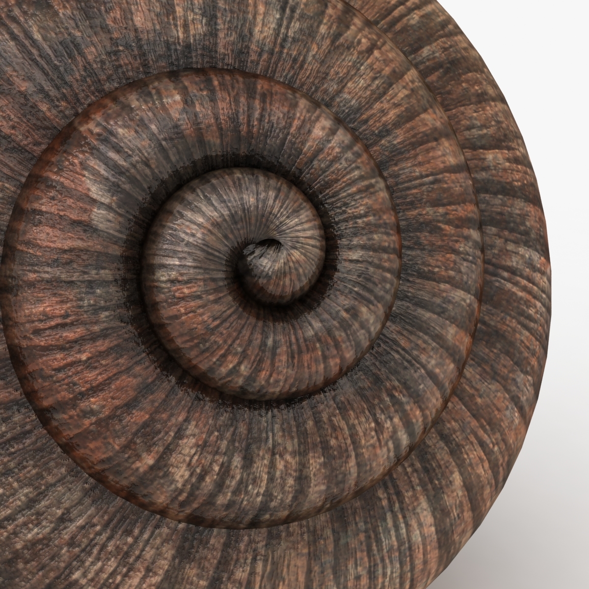 3d snail shell model