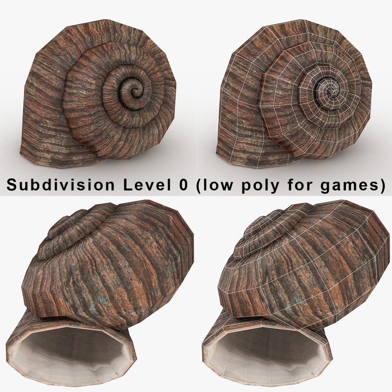 3d snail shell model