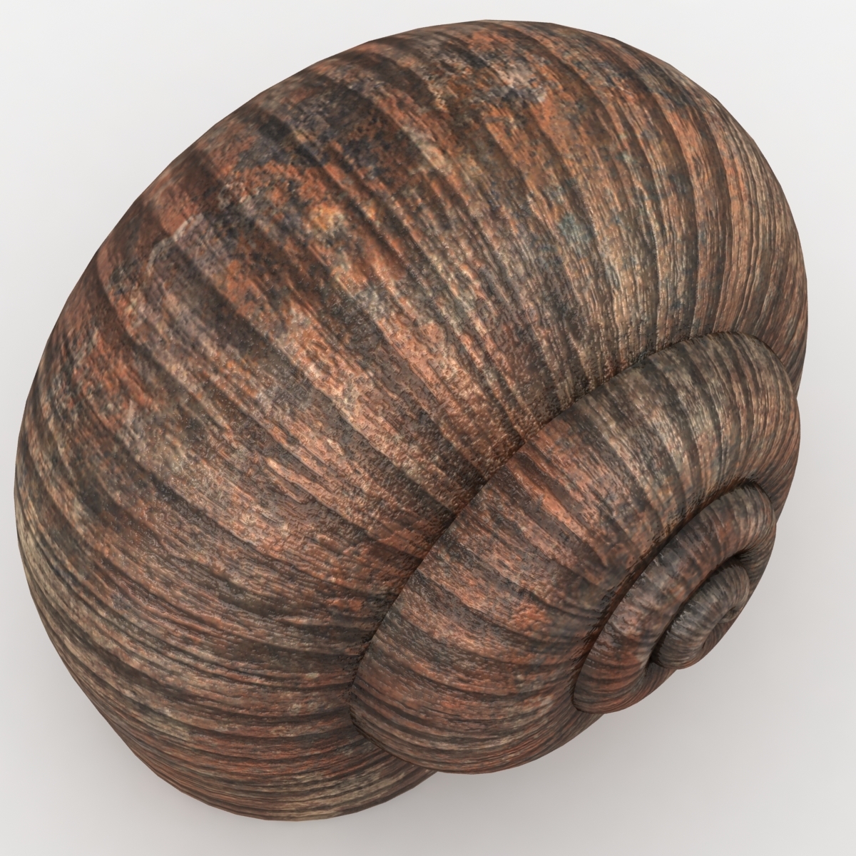 3d snail shell model