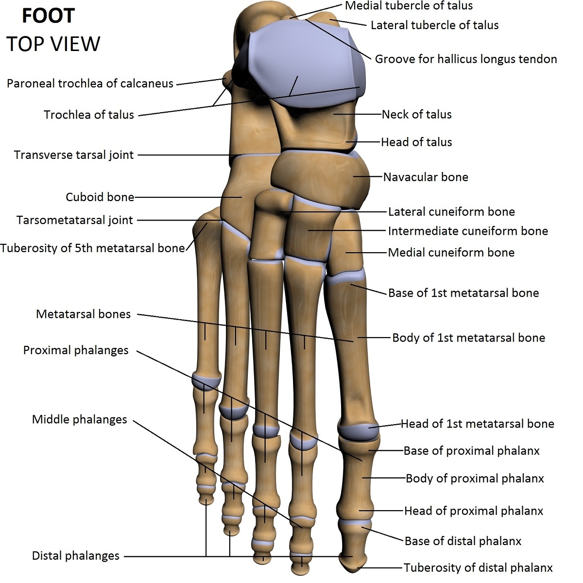 lower limb 3d w3d