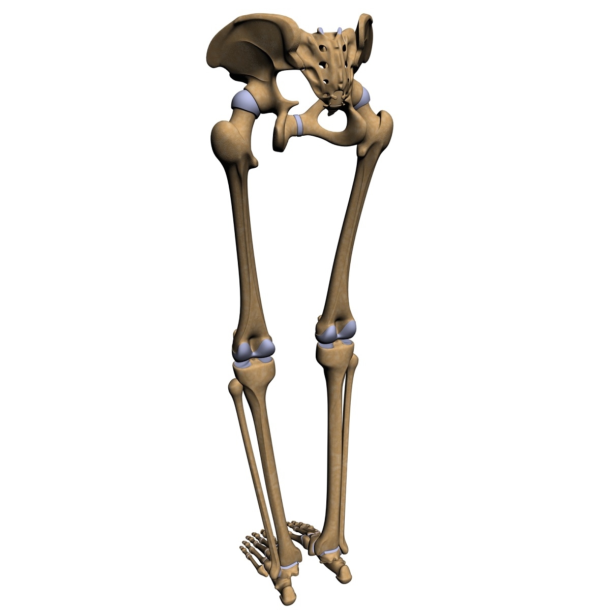 lower limb 3d w3d