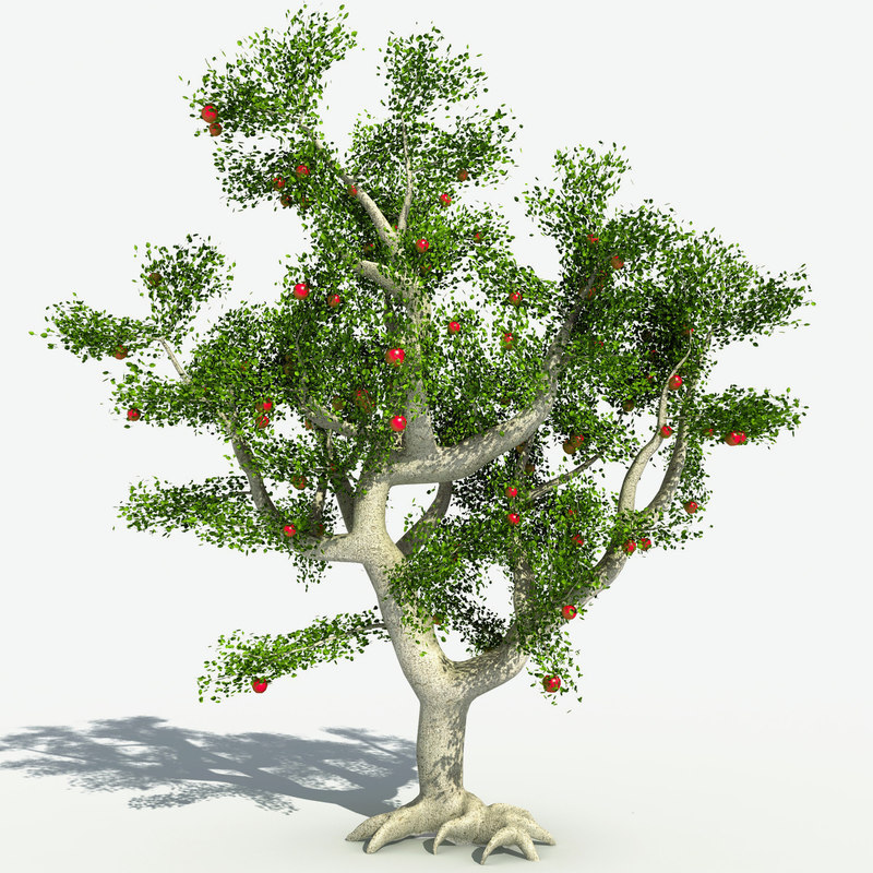 realistic apple tree 3d model