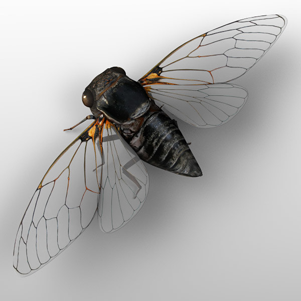 3d model cicada wing
