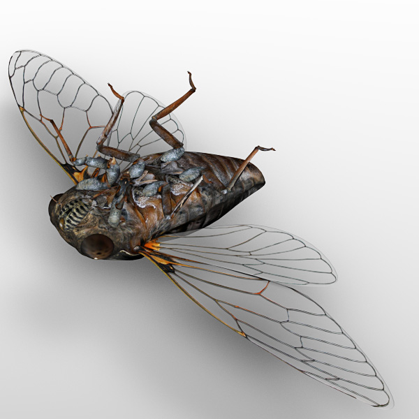3d model cicada wing