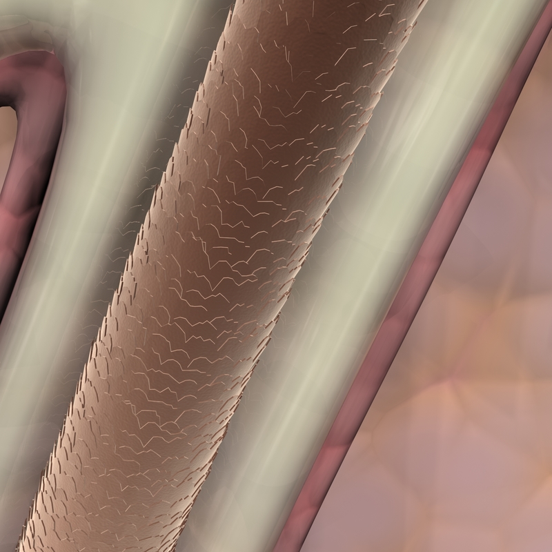 3d acne hair follicle animation