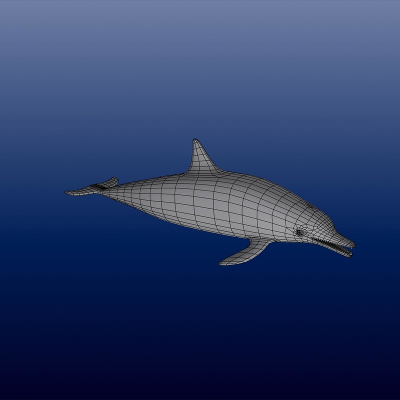 3d dolphin rigged model