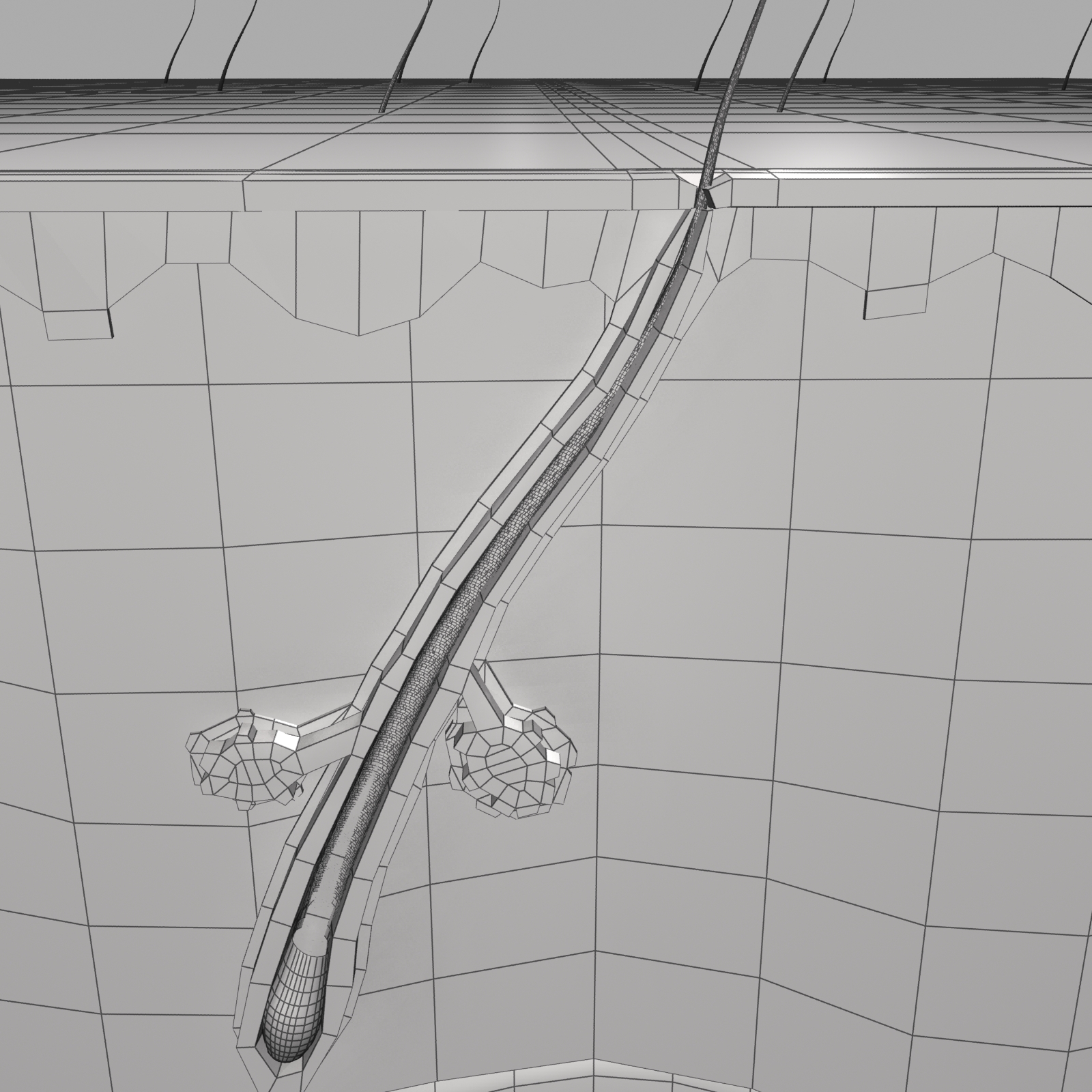 3d acne hair follicle animation