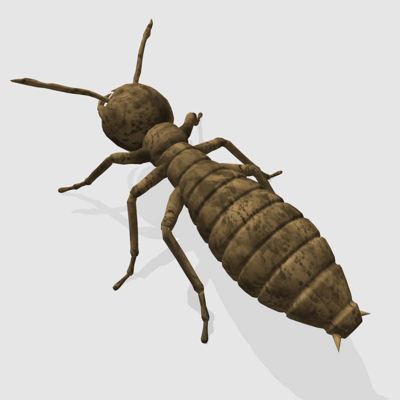 termite worker insect 3d max