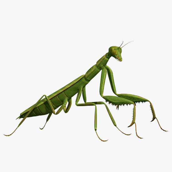 3d model realistic praying mantis