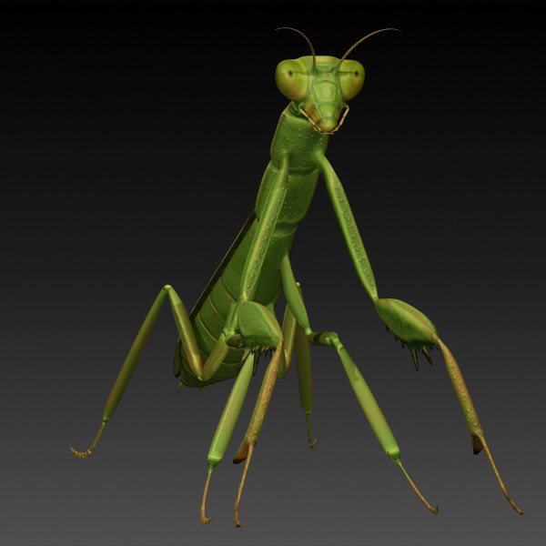 3d model realistic praying mantis