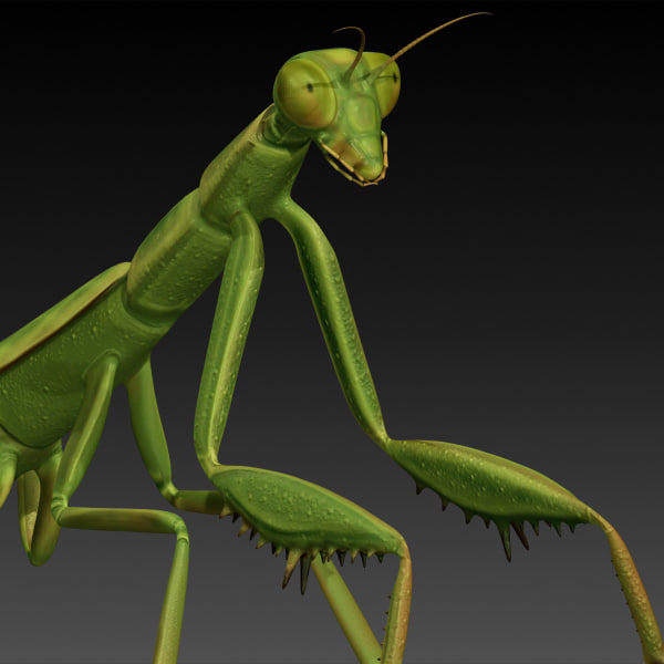 3d model realistic praying mantis