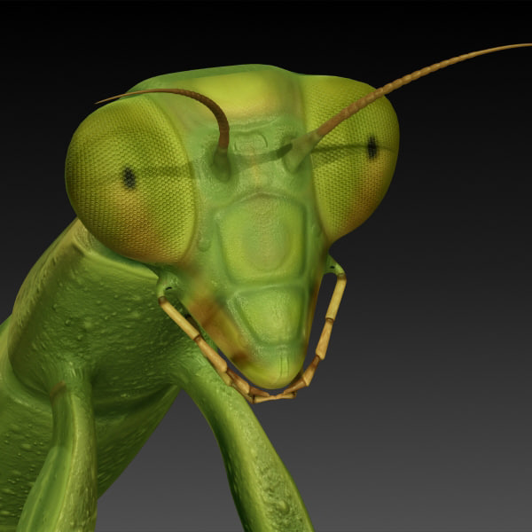 3d model realistic praying mantis