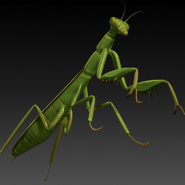 3d model realistic praying mantis