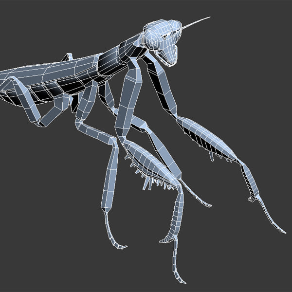 3d model realistic praying mantis