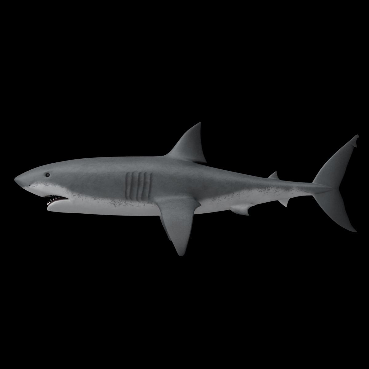 3d model shark animation