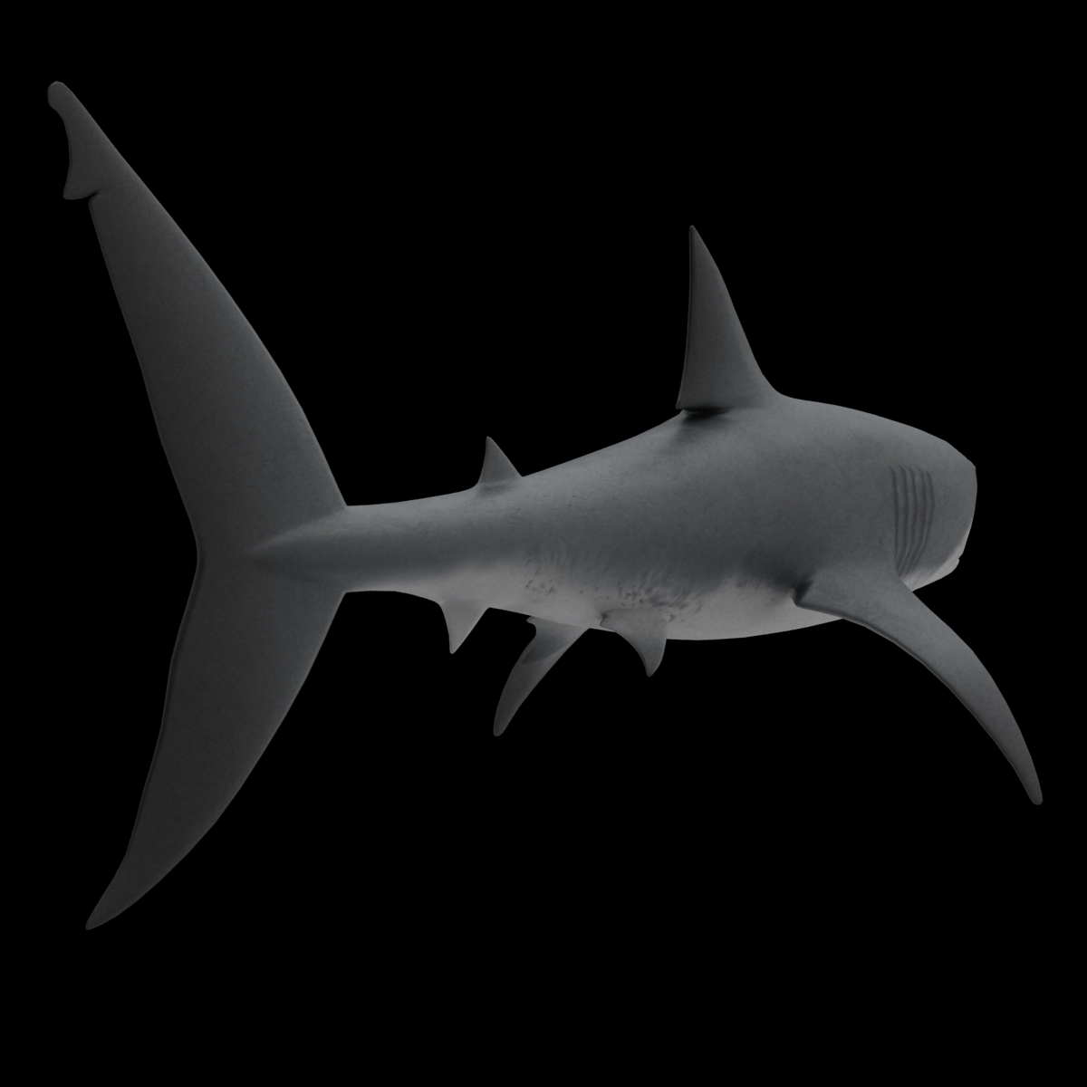 3d model shark animation