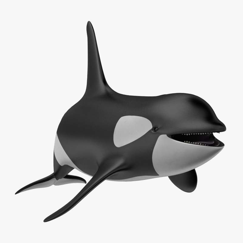 3d model orca killer whale