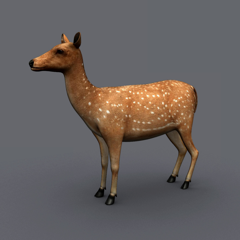 deer animation max