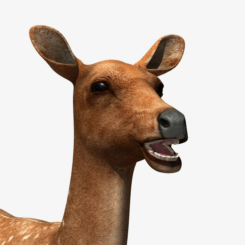 deer animation max