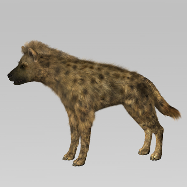 hyena hair 3d model