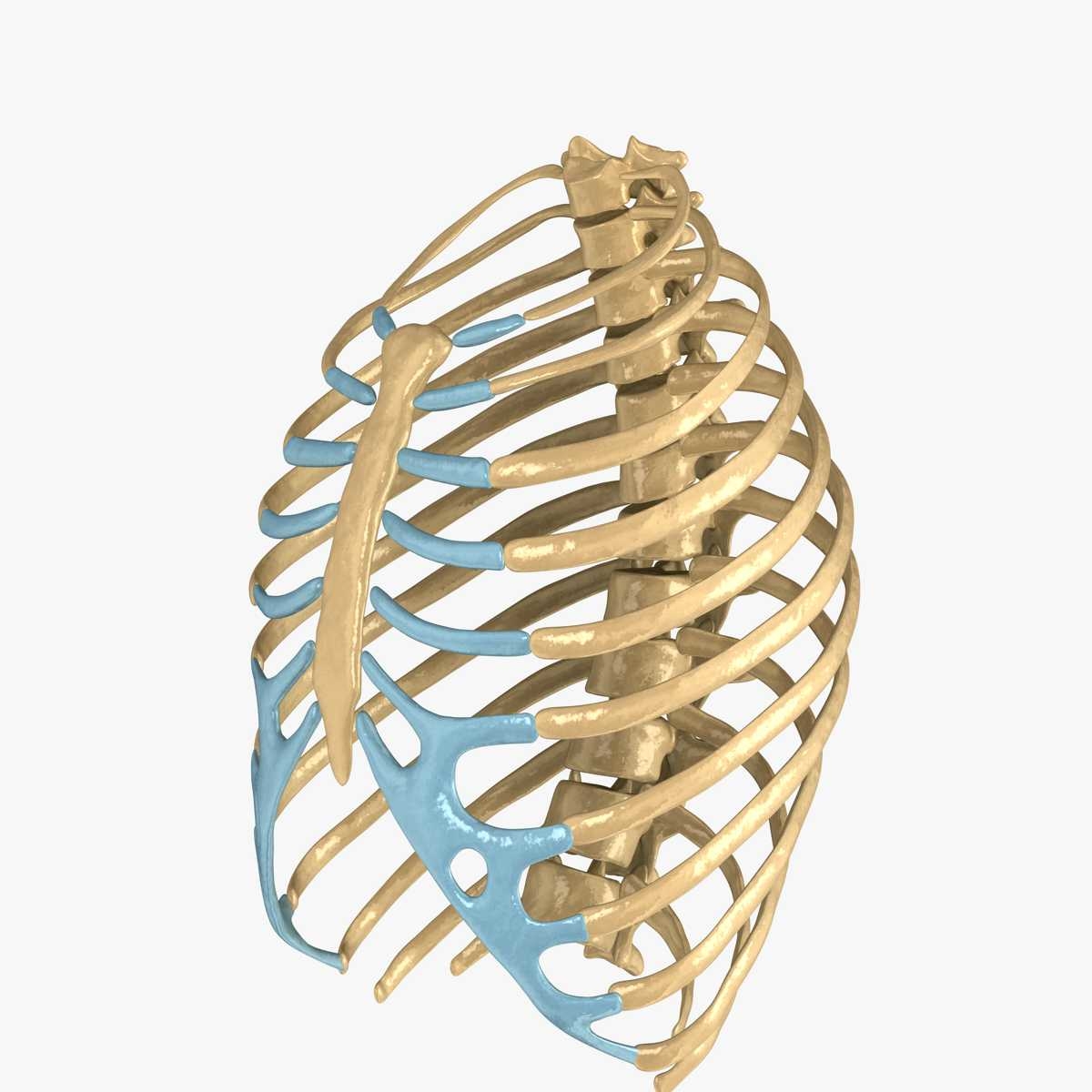 human rib cage 3d model