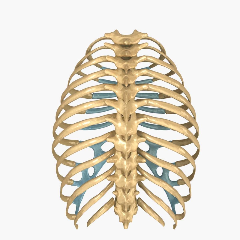 human rib cage 3d model
