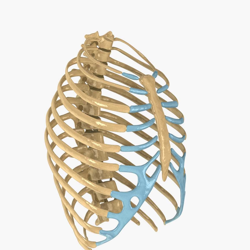 human rib cage 3d model