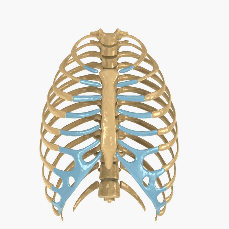 human rib cage 3d model