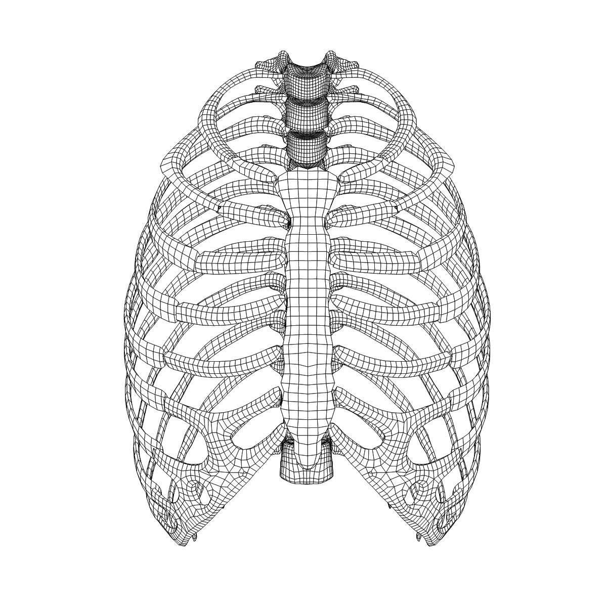 human rib cage 3d model