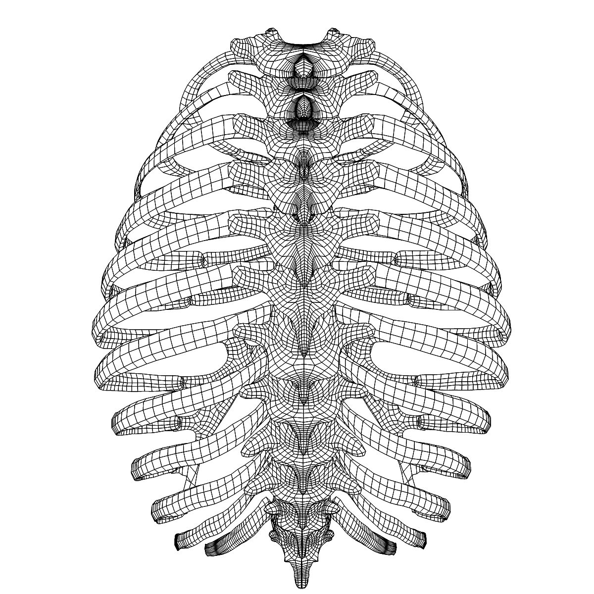 human rib cage 3d model