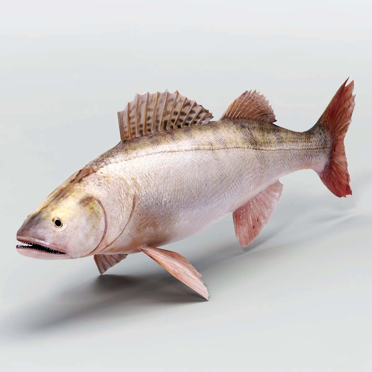 3d model ruff fish