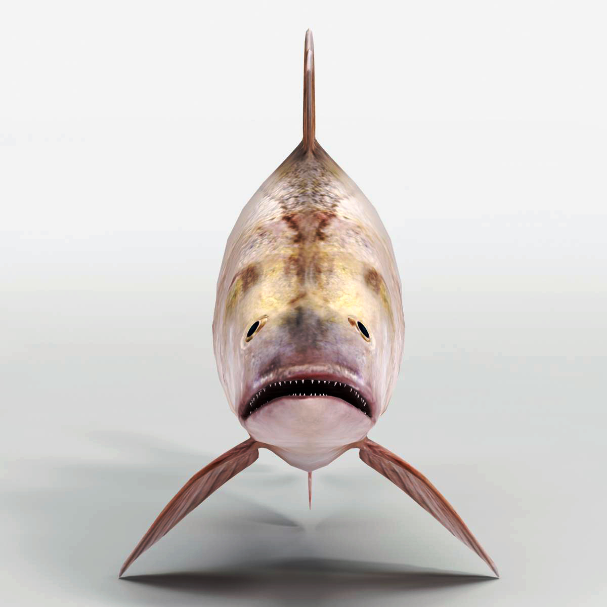 3d model ruff fish