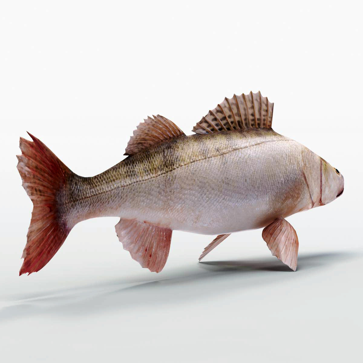 3d model ruff fish