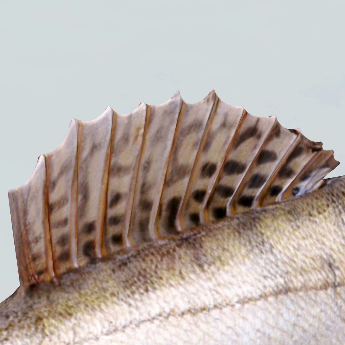 3d model ruff fish