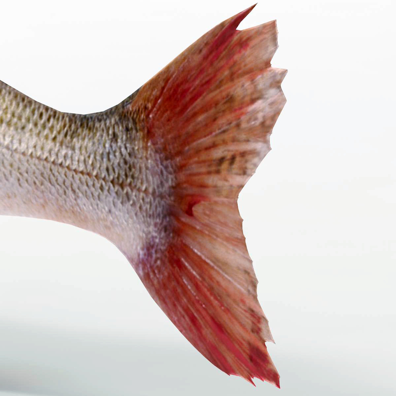 3d model ruff fish