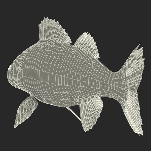 3d model ruff fish