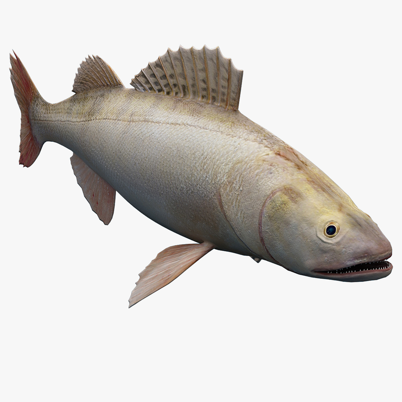 3d model ruff fish