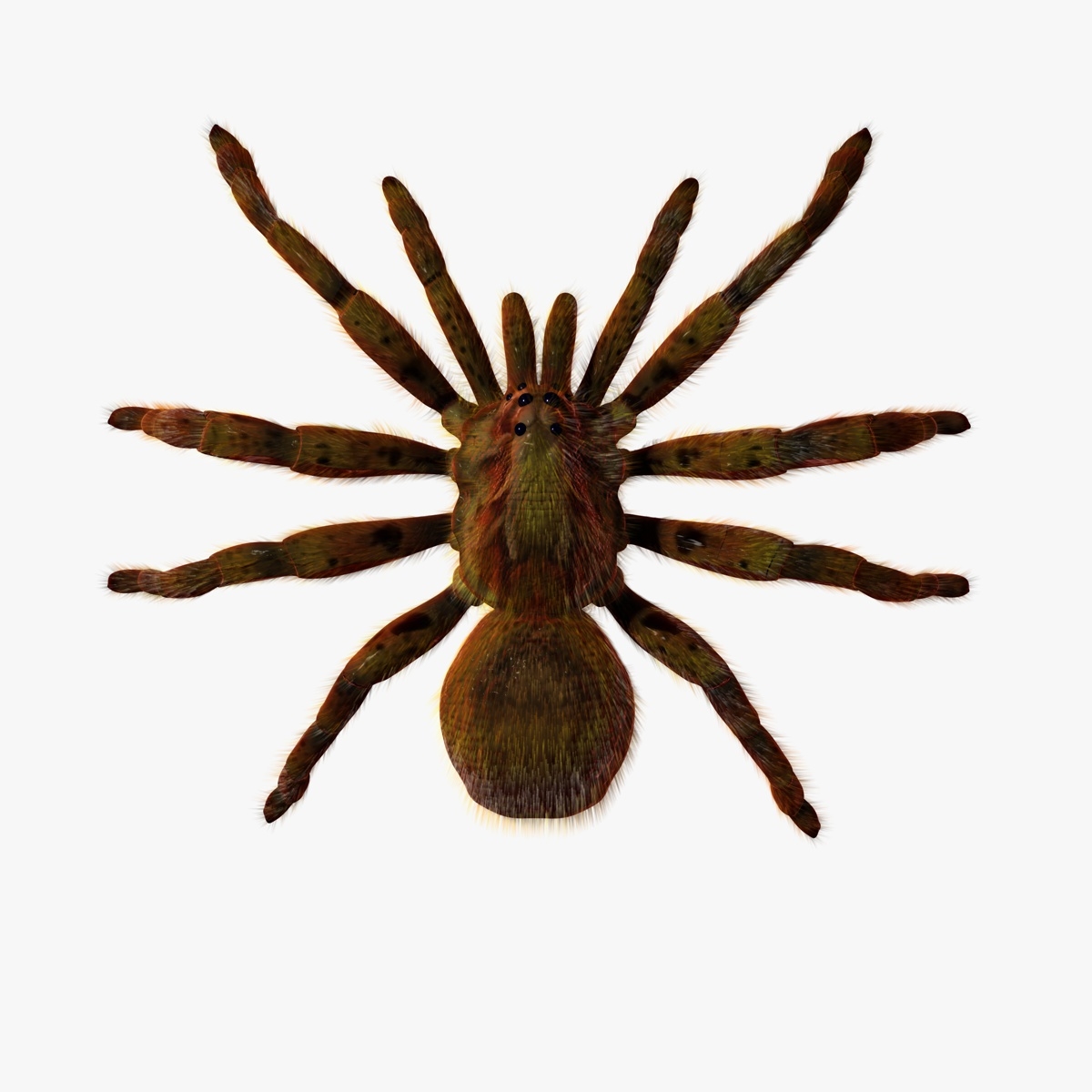 3d spider normal animation model