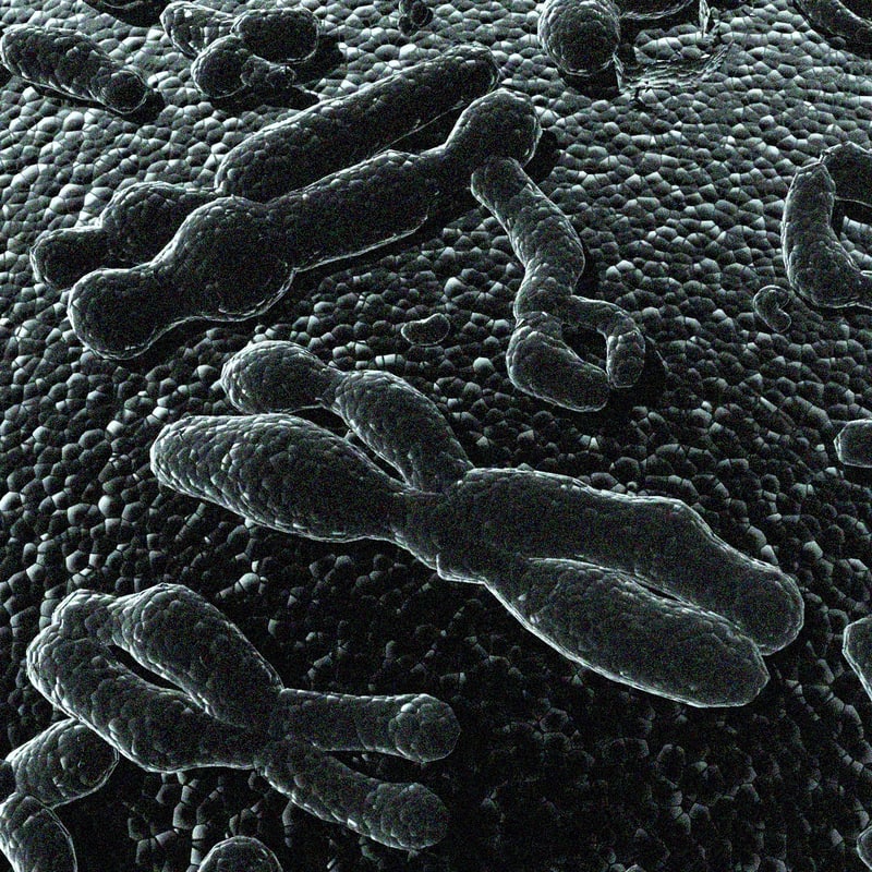 3d model chromosomes human shape