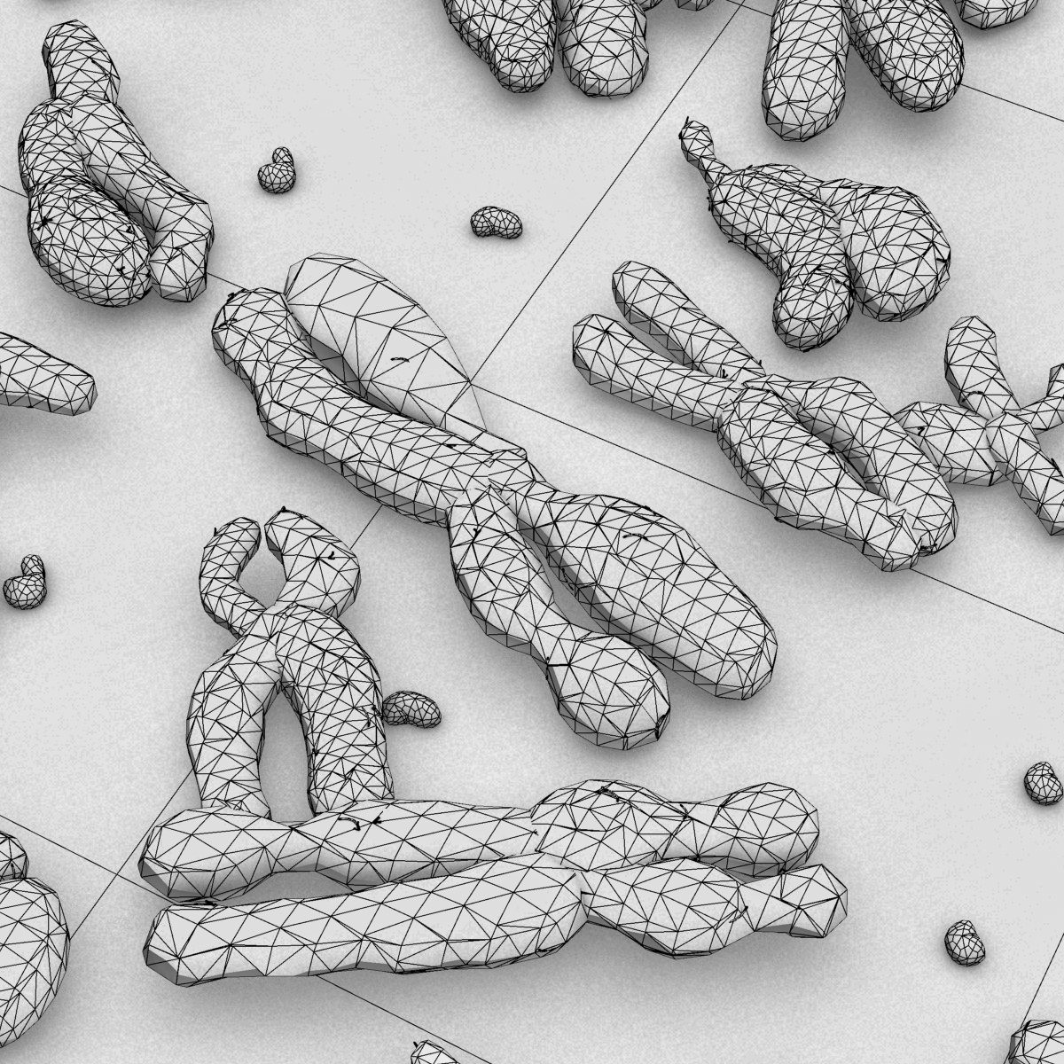 3d model chromosomes human shape