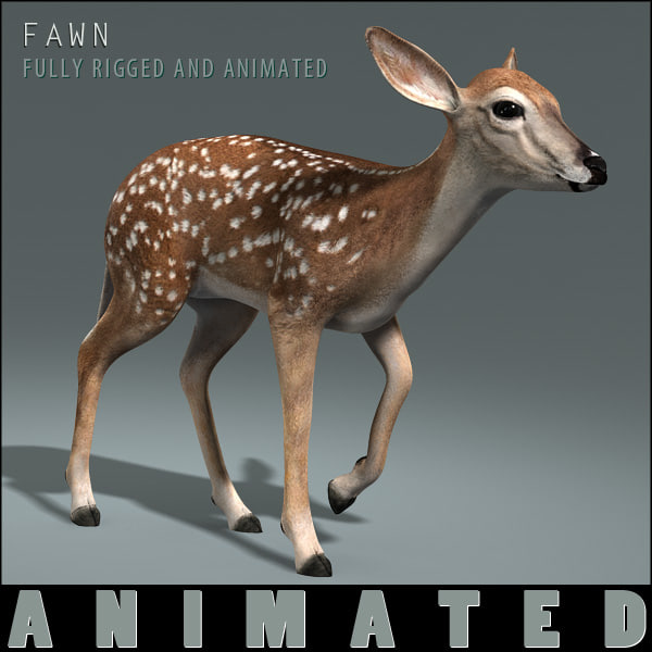 fawn animation 3d model