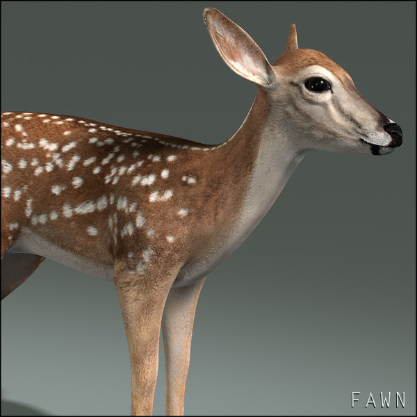 fawn animation 3d model