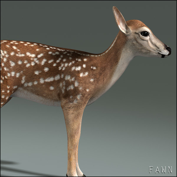 fawn animation 3d model