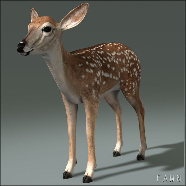 fawn animation 3d model