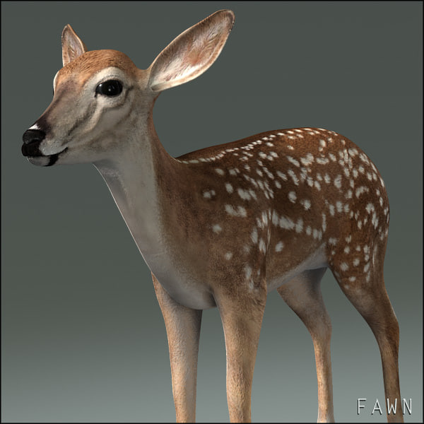 fawn animation 3d model