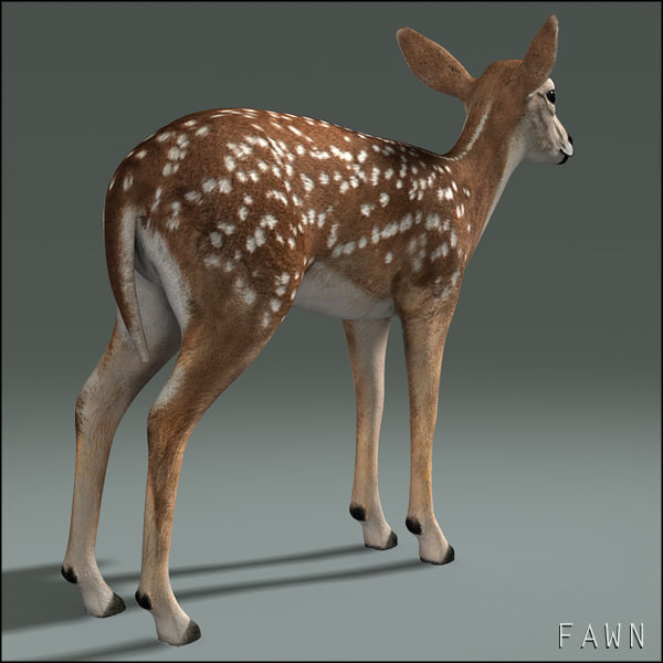 fawn animation 3d model