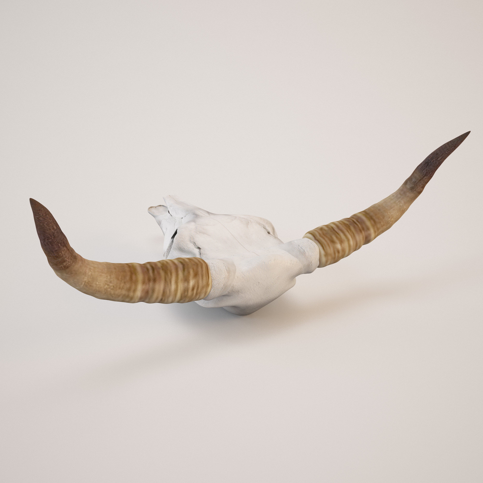 3d model cow skull