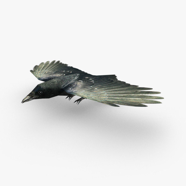 3D Crow Models | TurboSquid