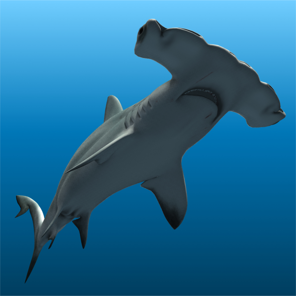 ma hammerhead shark