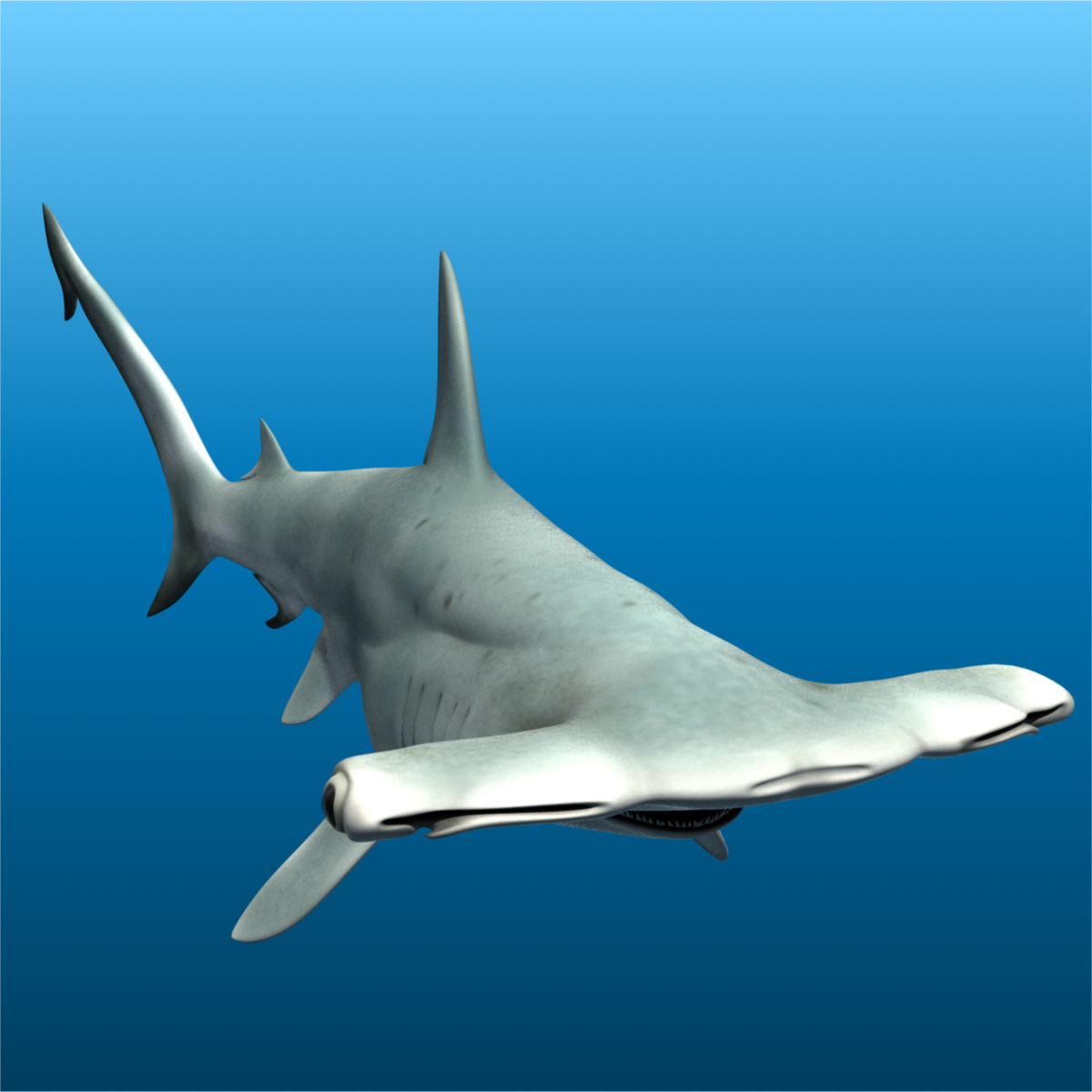 ma hammerhead shark